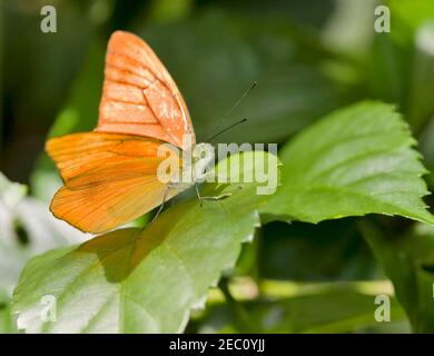 Orange Albatross Butterfly (Appias nero galba), isolated on white ...