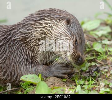 Eurasian otter / European river otter (Lutra lutra) swimming in pond ...