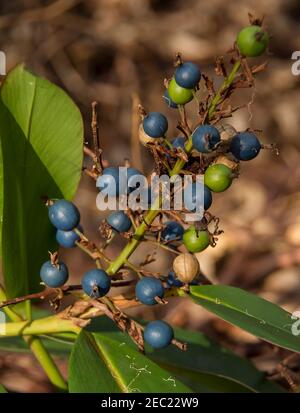 Blue berries of Australian native ginger, Alpinia caerulea growing in ...