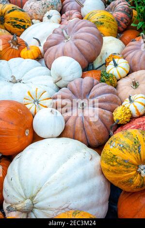 different kinds of cucurbits Stock Photo - Alamy
