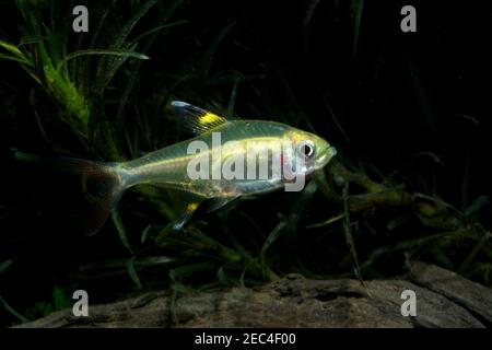 X-ray tetra, X-ray fish, pristella (Pristella maxillaris, Pristella ...