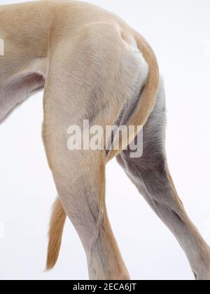 legs of Lurcher dog. Greyhound Saluki cross breed Stock Photo - Alamy