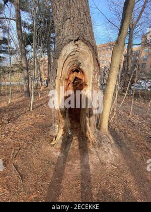 Tree trunk in Prospect Park in Brooklyn, NY. Moss grows harmlessly on ...
