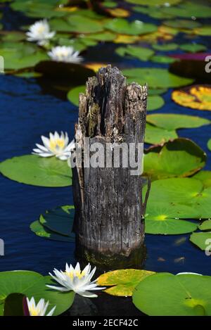 Tree stump in a lake surrounded by floating autumn leaves Stock Photo ...