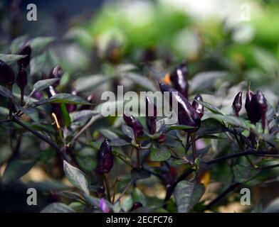 Tiny purple, ornamental peppers, called Midnight Fire, grow amid ...