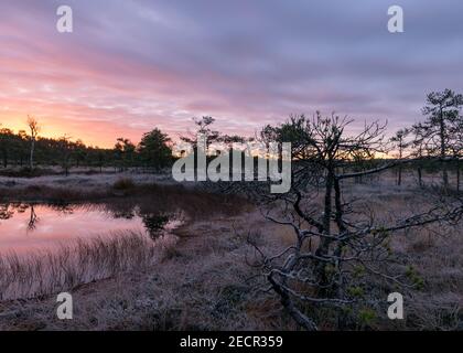colorful sunrise over bog, dusk hour, dark swamp tree silhouettes ...