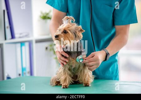 Yorkshire terrier during appointment in veterinary clinic Stock Photo ...