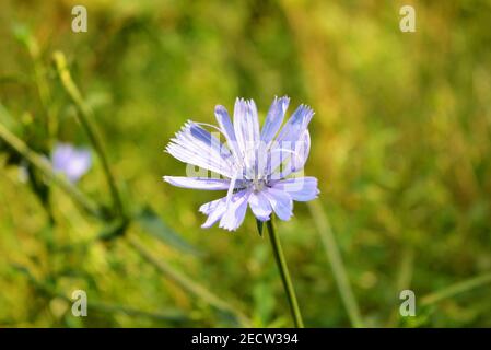 Bright purple rich chicory flowers, ichorium on branches in nature ...