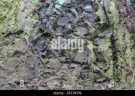 Deep mud, clay oil mixture, quagmire on the banks of the Samara River ...