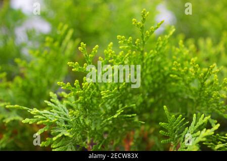Small Thuja seedlings Western Aurea Nana, unusual delicate green ...