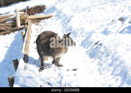 Schuttertal, Baden-Württemberg, Germany, March 13th, 2021: The dwarf ...