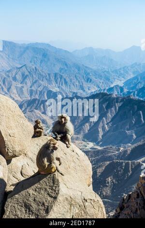 Baboons on rocks, Abha, Saudi Arabia Stock Photo - Alamy