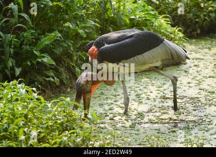 Guwahati, Assam, India. 14th Feb, 2021. Greater adjutant stork at Assam ...