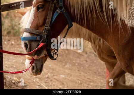 Tied brown haflinger horse with harness saddle Stock Photo - Alamy
