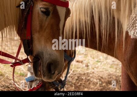 Tied brown haflinger horse with harness saddle Stock Photo - Alamy