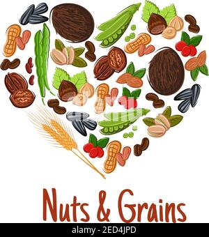 Nut, bean, seed and cereal grain vector banners of almond, peanut and ...