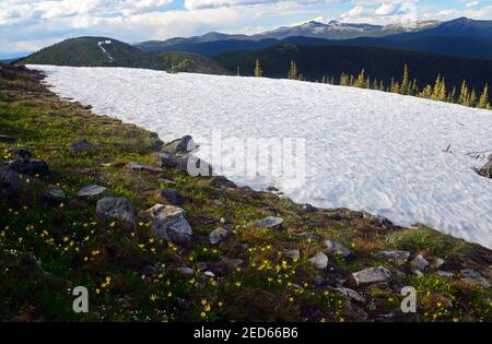 Avalanche Lilies along the High Divide Trail, Olympic National Park ...