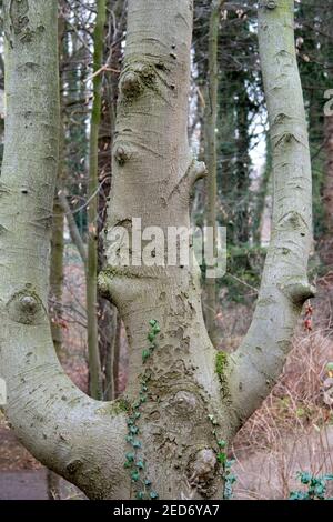tree with triple tree trunk Stock Photo - Alamy