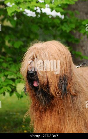 A cute black briard dog standing on background of a tree Stock Photo ...