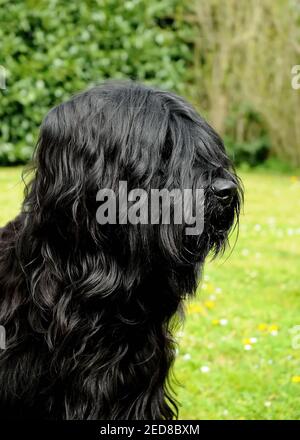 A cute black briard dog standing on background of a tree Stock Photo ...