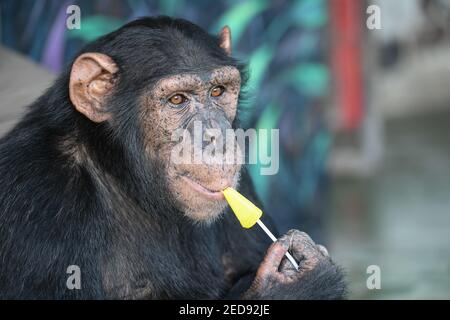 A chimpanzee at Samutprakarn Crocodile Farm and Zoo, Samut Prakan ...