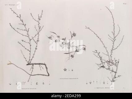 Botanique. 1. Traganum nudatum; 2. Buplevrum proliferum; 3. Cornulaca ...