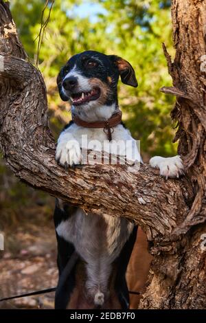 dog posing in nature leaning on a tree Stock Photo - Alamy