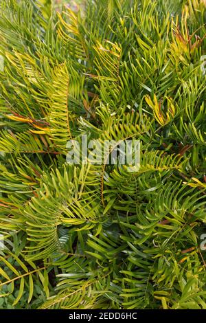 Zamia floridana plant Stock Photo - Alamy