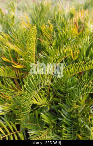 Coontie (Zamia integrifolia Stock Photo - Alamy