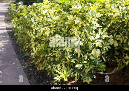 Schefflera Arboricola variegata - dwarf variegated schefflera Stock ...