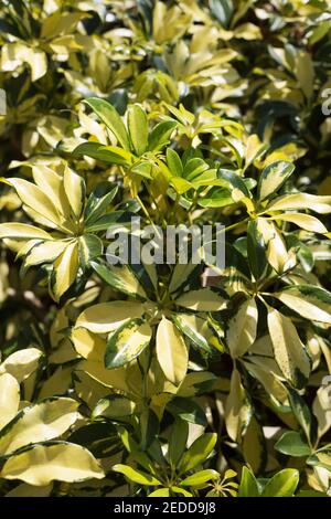 Schefflera Arboricola variegata - dwarf variegated schefflera Stock ...