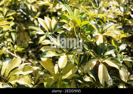 Schefflera Arboricola variegata - dwarf variegated schefflera Stock ...
