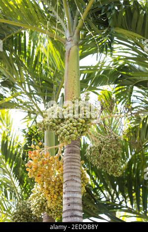 Christmas palm tree (adonidia merrillii) in the garden Stock Photo - Alamy