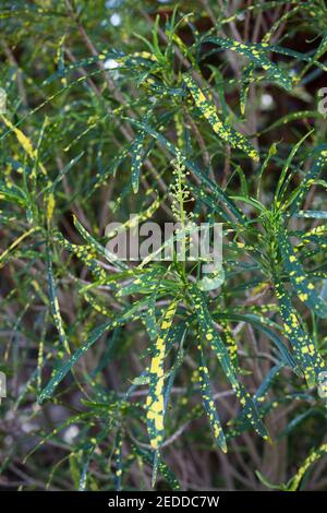 Codiaeum Variegatum Punctatum - croton punctatum Stock Photo - Alamy