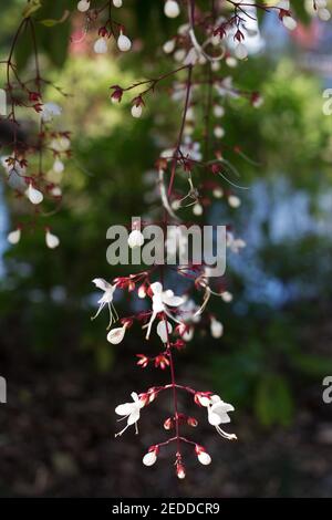 Clerodendrum smithianum - light bulb clerodendrum Stock Photo - Alamy