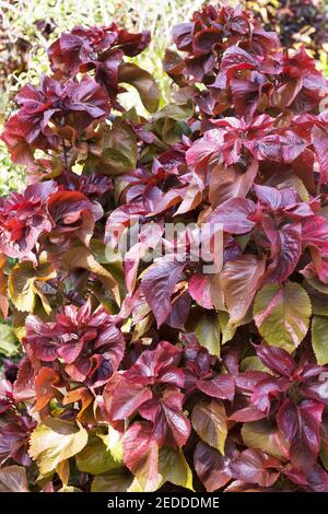 Acalypha wilkesiana 'java white' - copper plant Stock Photo - Alamy