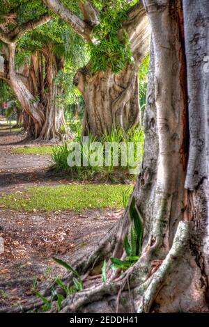 The banyan tree lined Columbus Boulevard in Coral Gables, Florida Stock ...