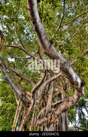 Closeup of a massive banyan tree along Columbus Boulevard in Coral ...