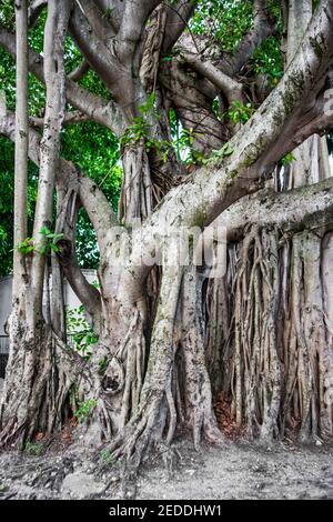 The banyan tree lined Columbus Boulevard in Coral Gables, Florida Stock ...