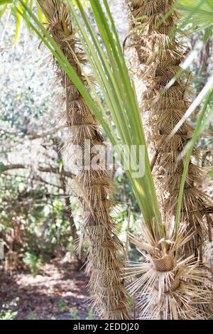 Zombia antillarum - zombie palm tree Stock Photo - Alamy
