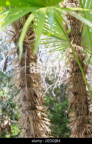 Zombia antillarum - zombie palm tree Stock Photo - Alamy
