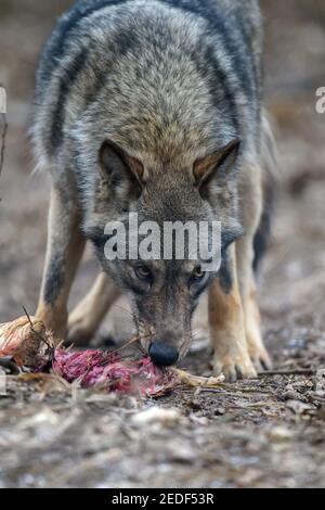 Close up wolf eat chicken in forest background. Animal in the nature ...