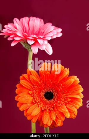 Gerbera with stem isolated on black background Stock Photo - Alamy