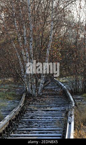 birch tree at the Tempelhofer Feld, Berlin Germany Stock Photo - Alamy