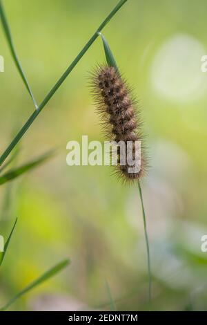 European moth. Cymbalophora pudica. Chaperon moth Stock Photo - Alamy
