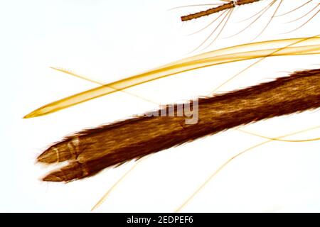 Culex pipiens mosquito mouthparts (female Stock Photo - Alamy