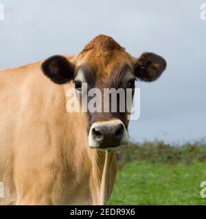 Jersey cow, side view Stock Photo - Alamy