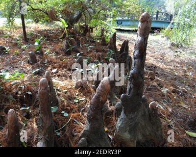 Beautiful view of roots of the bald cypress tree in the forest Stock ...