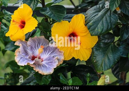 amazing rose flowers blooming in the garden Stock Photo - Alamy