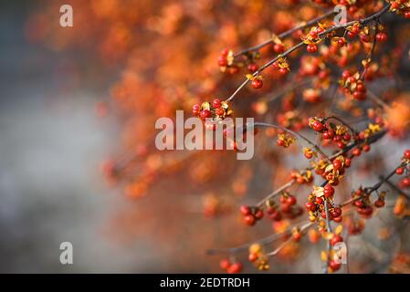 Chinese Bittersweet Oriental Bittersweet autumn fruits berries close up ...